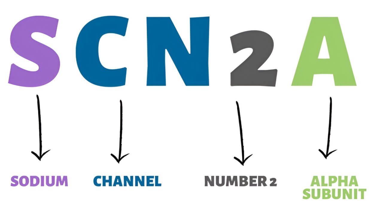 Newly Diagnosed - FamilieSCN2A Foundation
