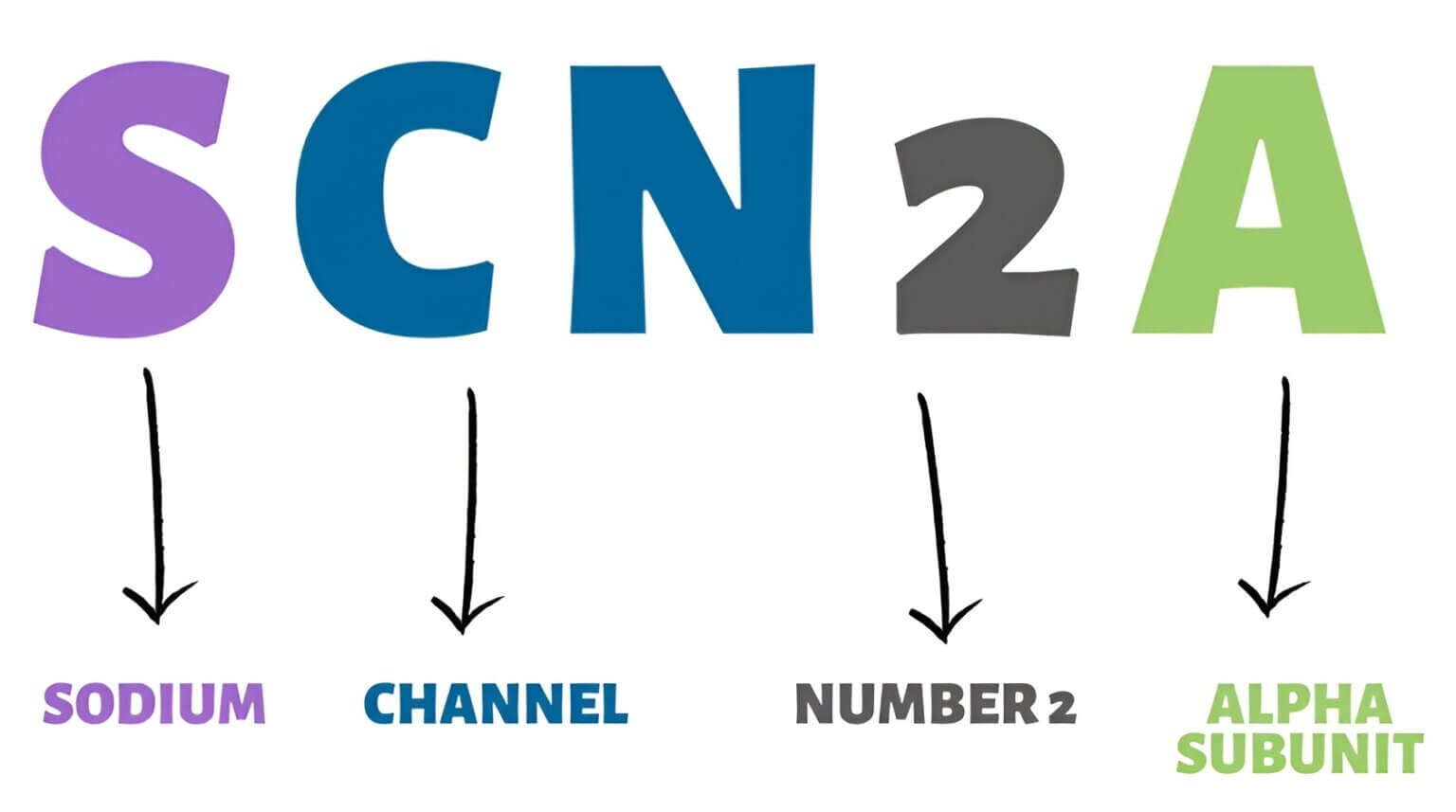 Newly Diagnosed - FamilieSCN2A Foundation